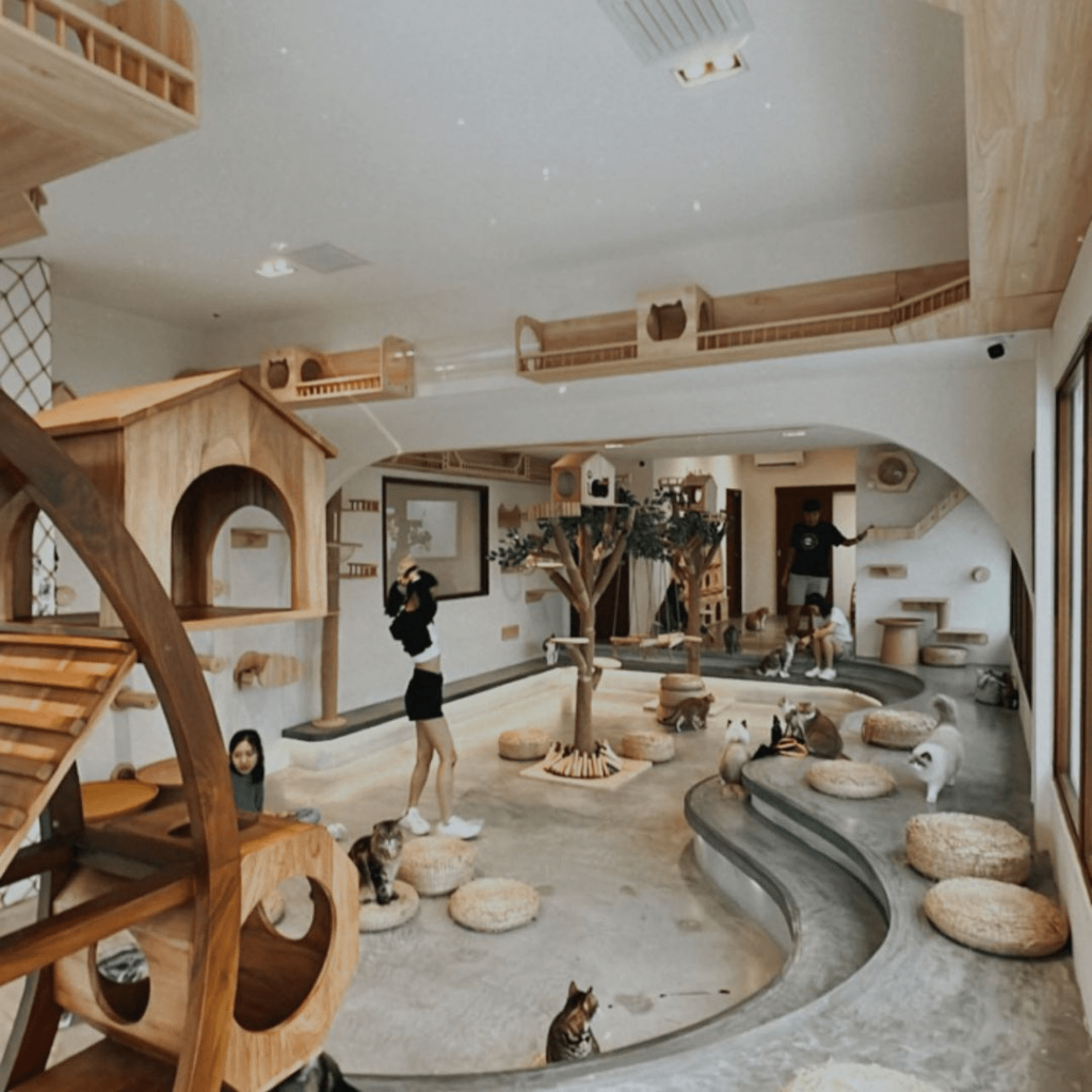 HOME by Tales of Paws Is A Pet Cafe In JB With Maine Coons & Corgis