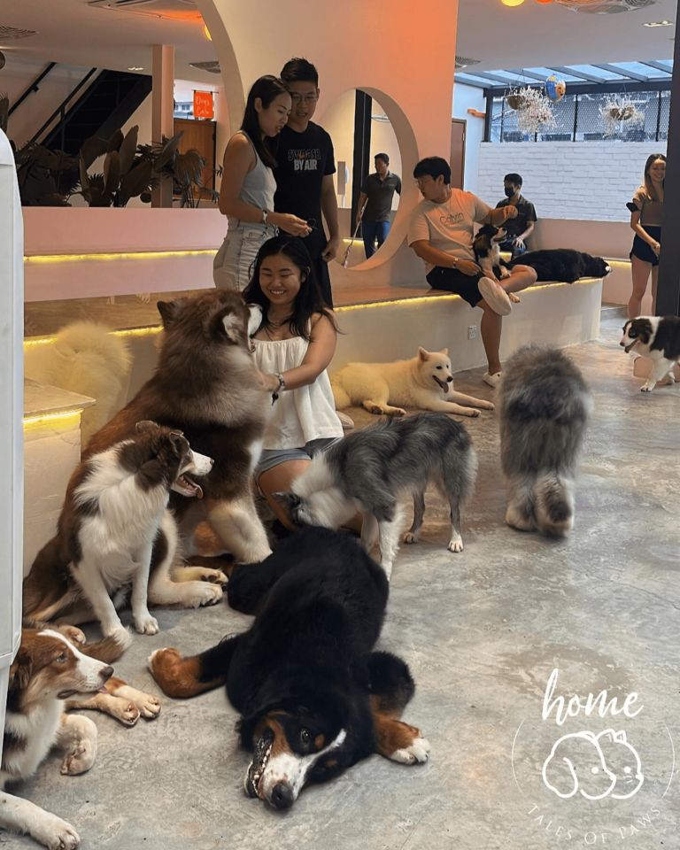 HOME by Tales of Paws Is A Pet Cafe In JB With Maine Coons & Corgis