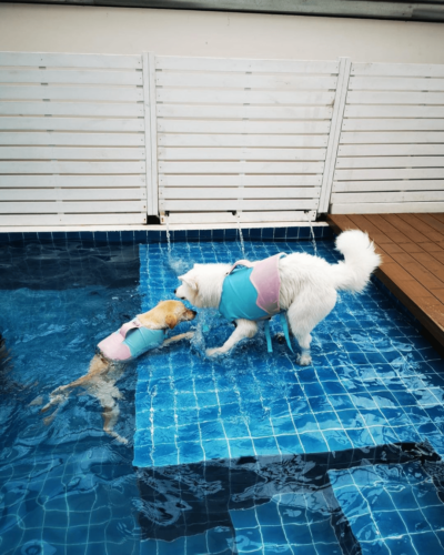 HOME by Tales of Paws Is A Pet Cafe In JB With Maine Coons & Corgis