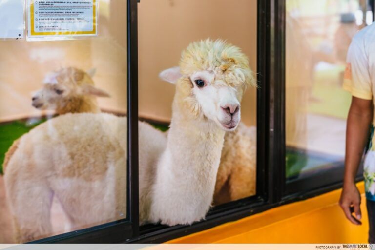 Desaru Mini Zoo - Kid-Friendly Petting Zoo Near Singapore