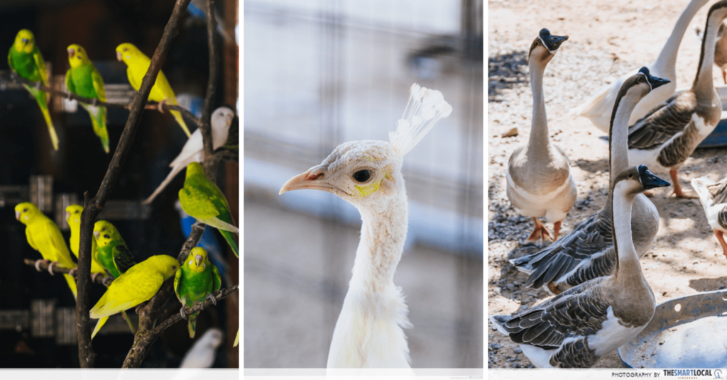 Desaru Mini Zoo - Kid-Friendly Petting Zoo Near Singapore