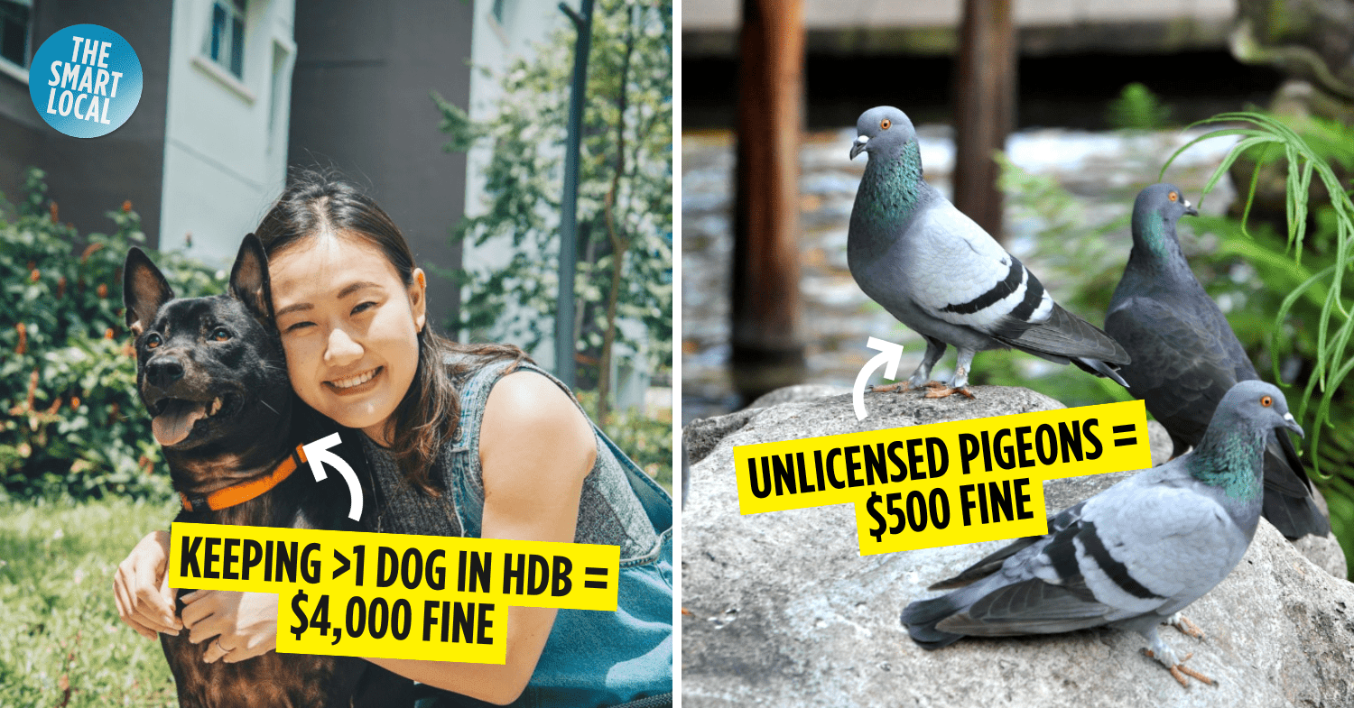 8 Interesting Pet Ownership Rules In Singapore With Surprising Penalties 8 Interesting Pet Ownership Rules In Singapore With Surprising Penalties