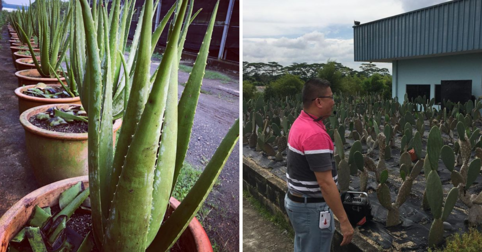 Kin Yan Farm: SG’s Largest Mushroom Farm