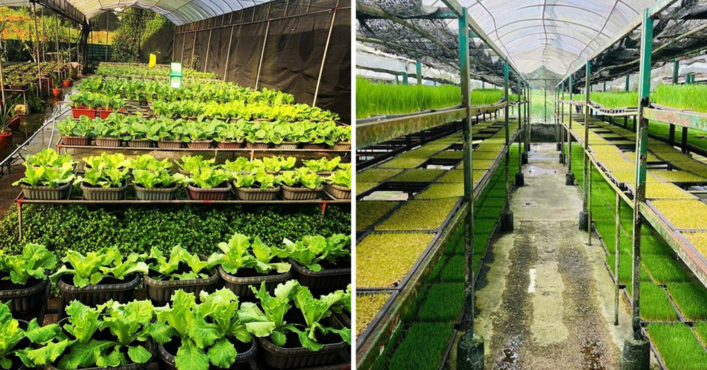 Kin Yan Farm: SG’s Largest Mushroom Farm