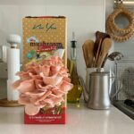 Kin Yan Farm: SG’s Largest Mushroom Farm