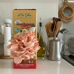 Kin Yan Farm: SG’s Largest Mushroom Farm