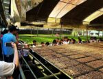 Kin Yan Farm: SG’s Largest Mushroom Farm