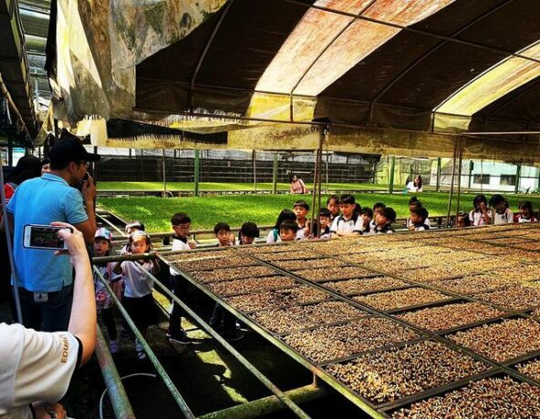 Kin Yan Farm: SG’s Largest Mushroom Farm