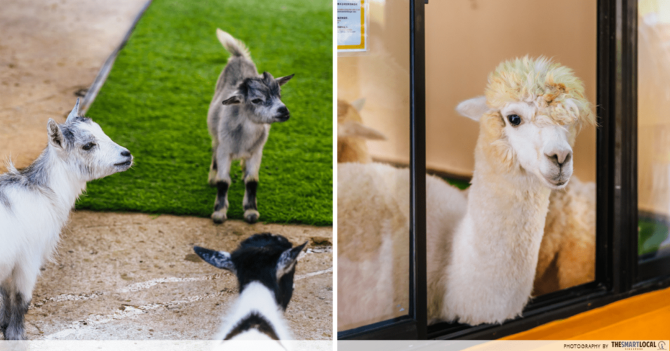 8 Things To Do In Pengerang, Johor - Mini Petting Zoo & Bamboo Forest