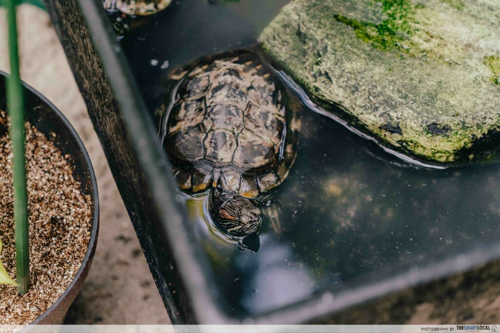 Bukit Batok Has A Community Garden That’s A Mini GBTB