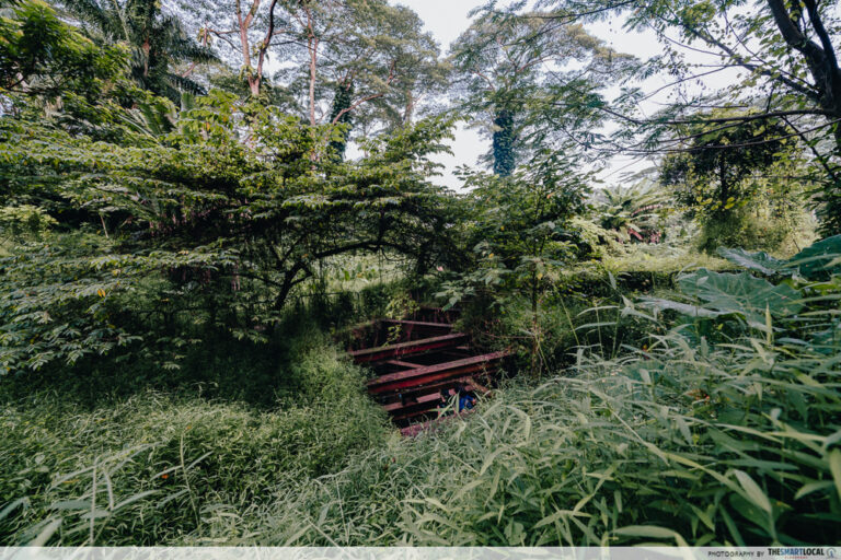 Clementi Forest Guide - How To Get There And Hiking Tips