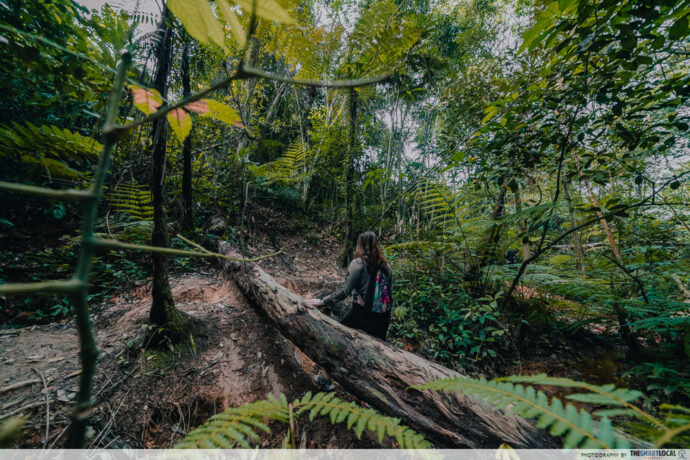 Clementi Forest Guide - How To Get There And Hiking Tips