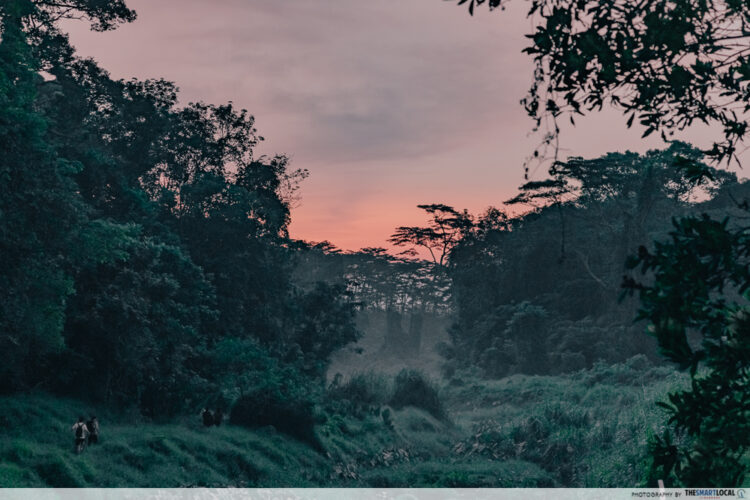 Clementi Forest Guide - How To Get There And Hiking Tips