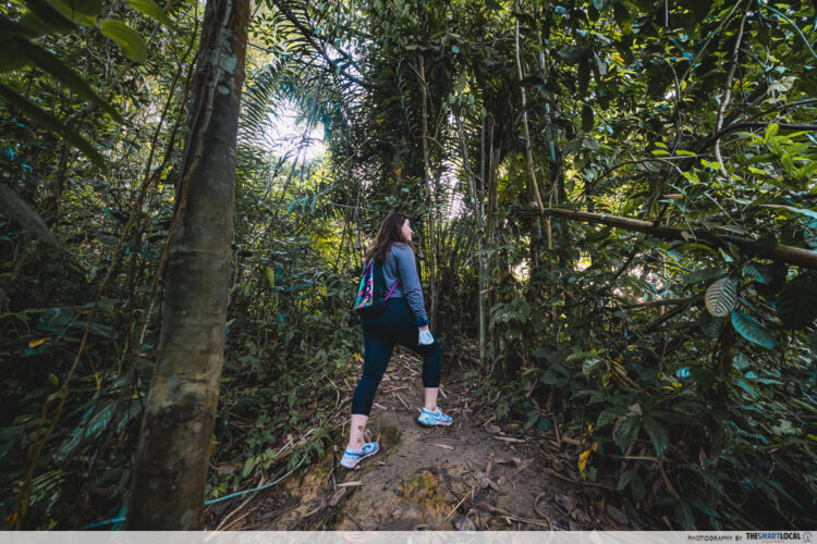 Clementi Forest Guide - How To Get There And Hiking Tips