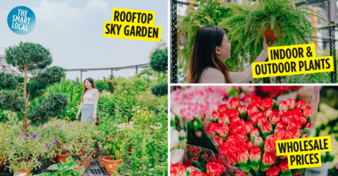 Far East Flora Centre: New 11-Storey Mall Selling Plants & Flowers