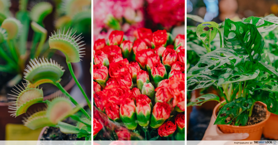 Far East Flora Centre: New 11-Storey Mall Selling Plants & Flowers