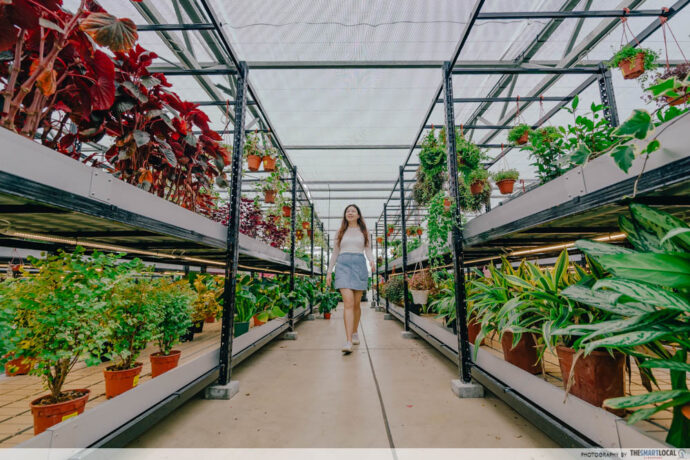 Far East Flora Centre: New 11-Storey Mall Selling Plants & Flowers