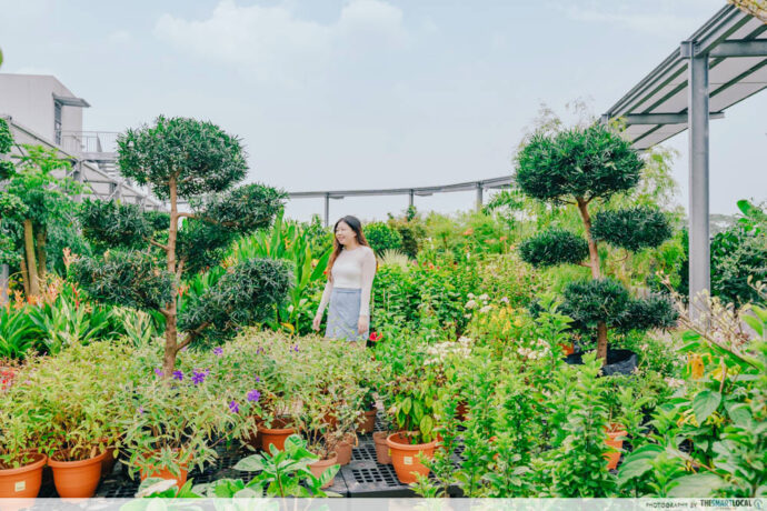 Far East Flora Centre: New 11-Storey Mall Selling Plants & Flowers