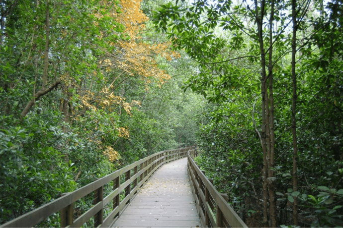 Pasir Ris Park: Coastal Park With Maze & Playground (2024)