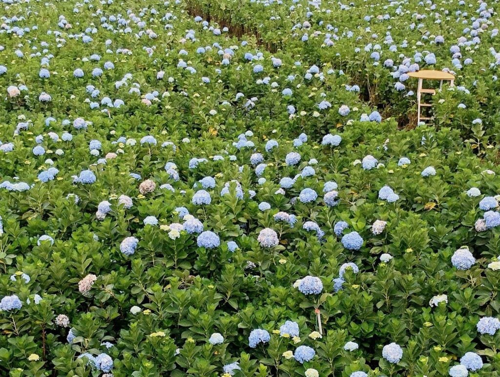 8 Springtime Destinations Near SG To Frolic In Flower Fields