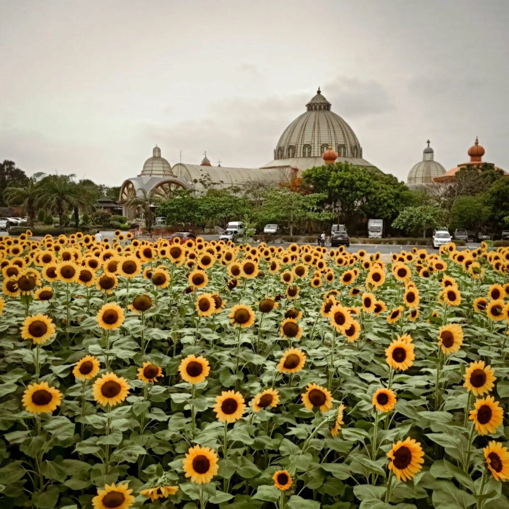8 Springtime Destinations Near SG To Frolic In Flower Fields