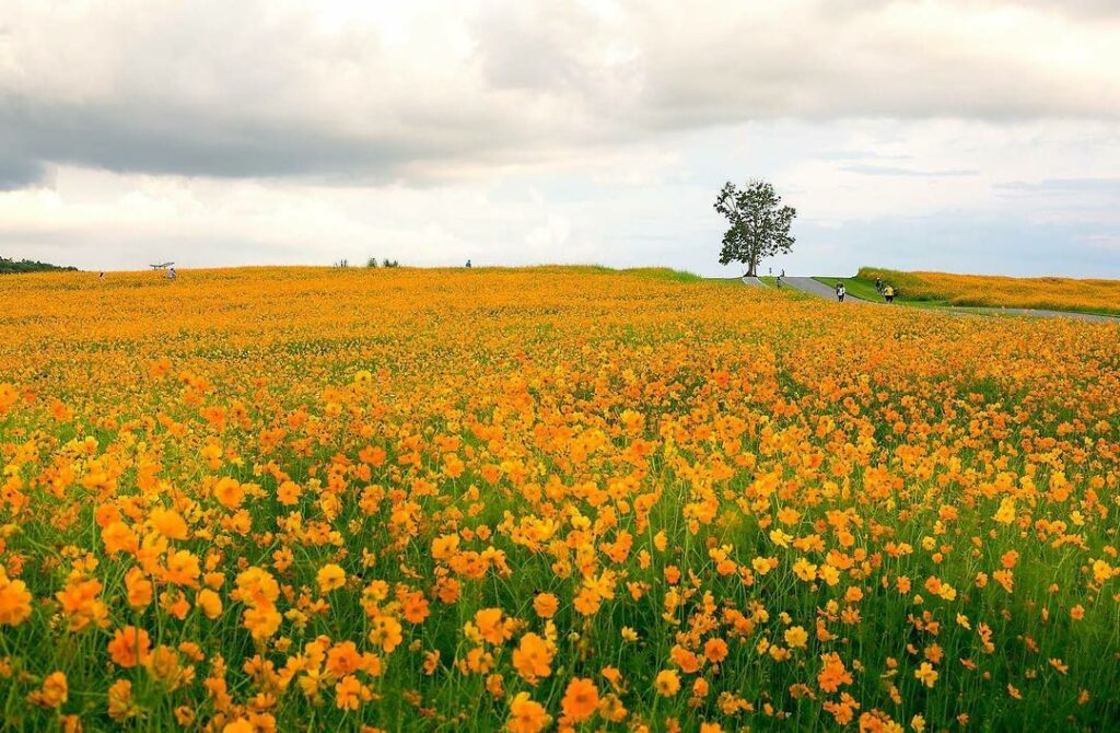 8 Springtime Destinations Near SG To Frolic In Flower Fields