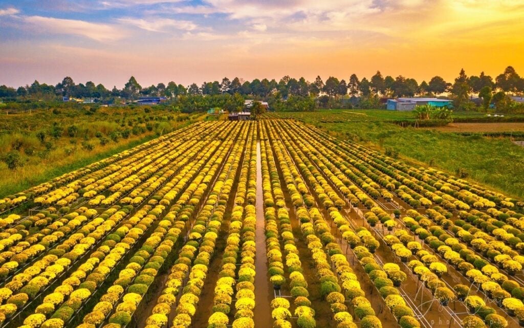 8 Springtime Destinations Near SG To Frolic In Flower Fields