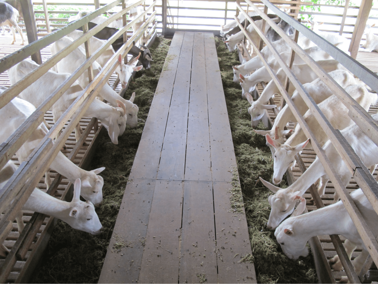 UK Farm Agro Resort: Johor Farm Has Animal Feeding & Chalets