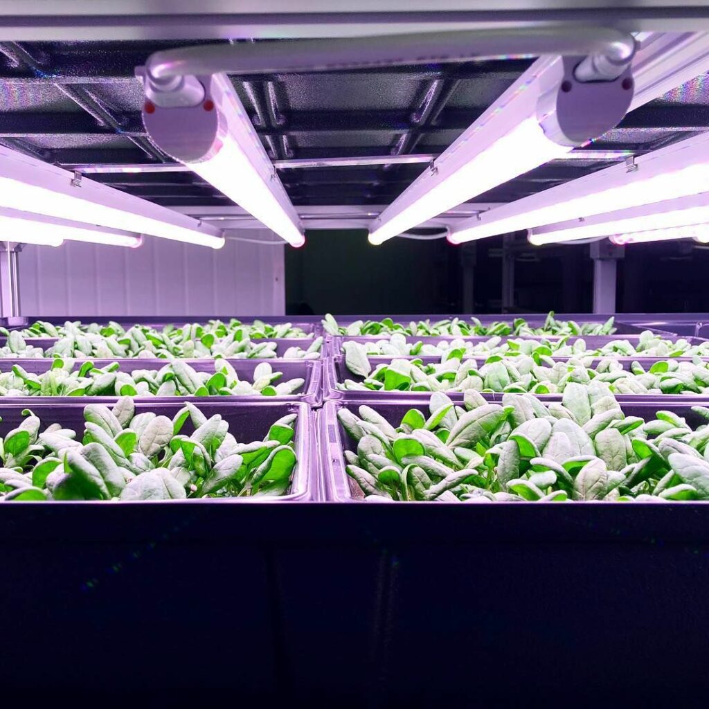 Urban Farms In Singapore For Locally-Grown Vegetables Of High Quality