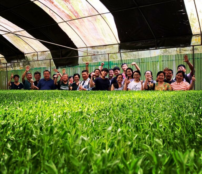 Urban Farms In Singapore For Locally-Grown Vegetables Of High Quality