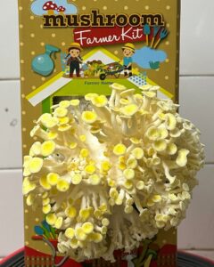 Urban Farms In Singapore For Locally-Grown Vegetables Of High Quality