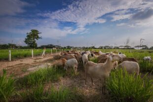 Guide To Kluang In Johor - Farm Stays, Cafes & Hiking Trails