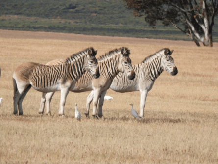 We Ranked The Google Docs Anonymous Animals