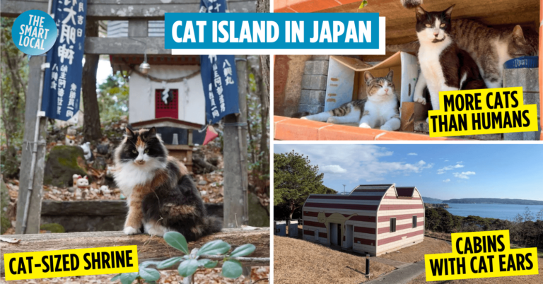 There’s A Cat Island In Japan And It's Every Bit As Cute As It Sounds