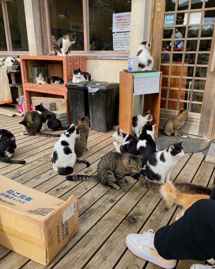 There’s A Cat Island In Japan And It's Every Bit As Cute As It Sounds
