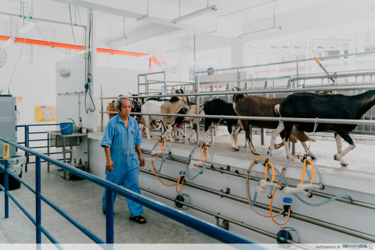 First Look: Hay Dairies’ New Location In Kranji