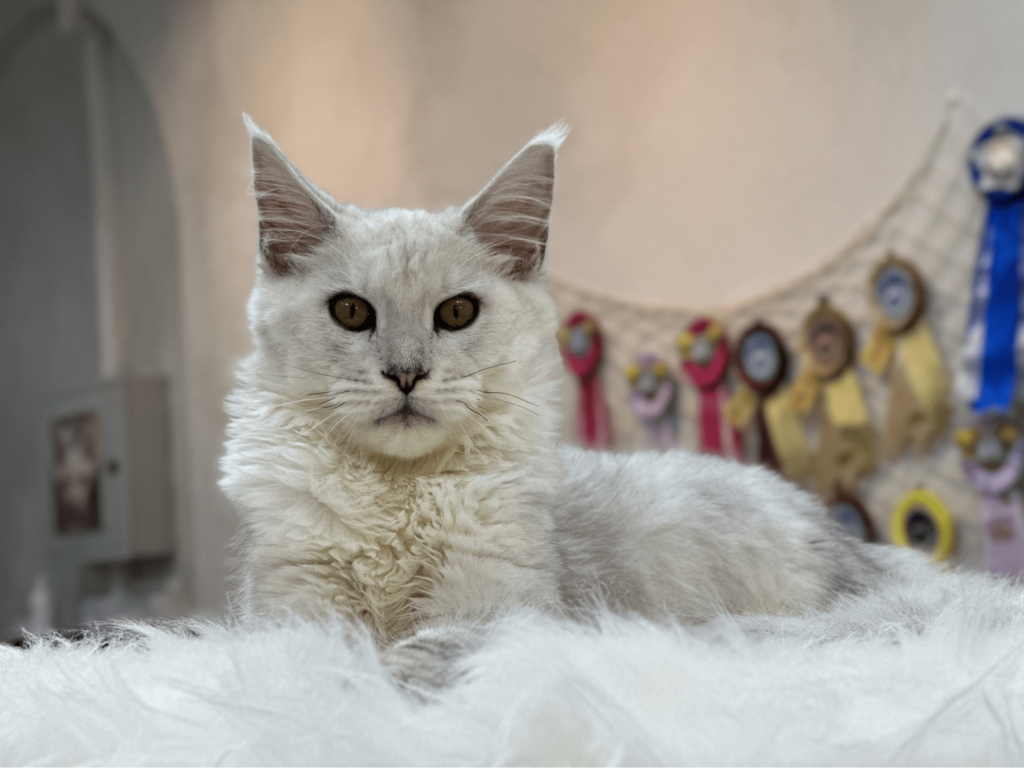 SGCatHouse: Cat Cafe In Paya Lebar With Play Sessions From $9