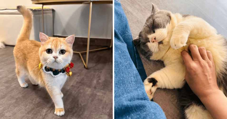 SGCatHouse: Cat Cafe In Paya Lebar With Play Sessions From $9