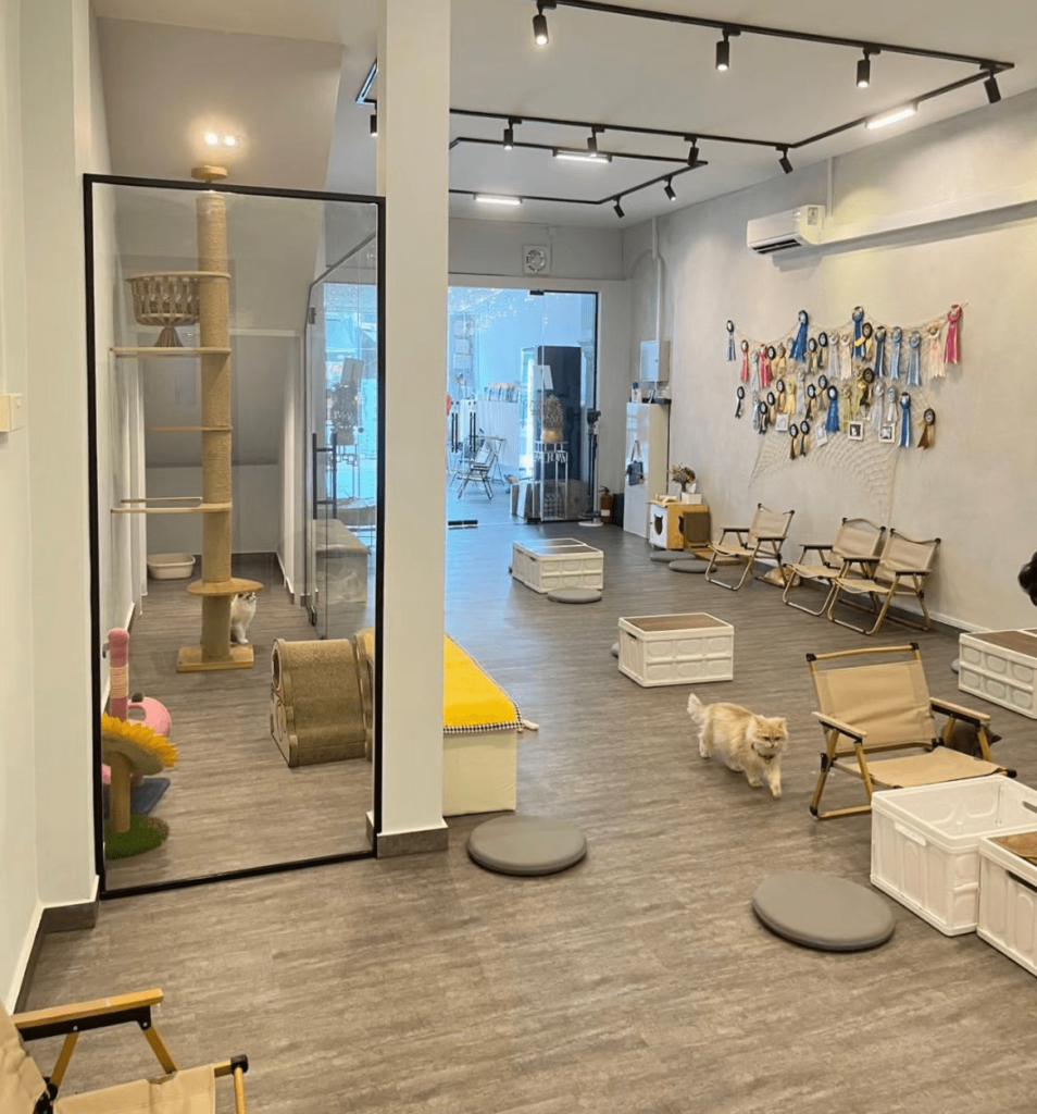 SGCatHouse: Cat Cafe In Paya Lebar With Play Sessions From $9