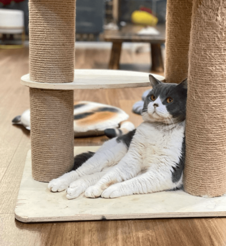 SGCatHouse: Cat Cafe In Paya Lebar With Play Sessions From $9
