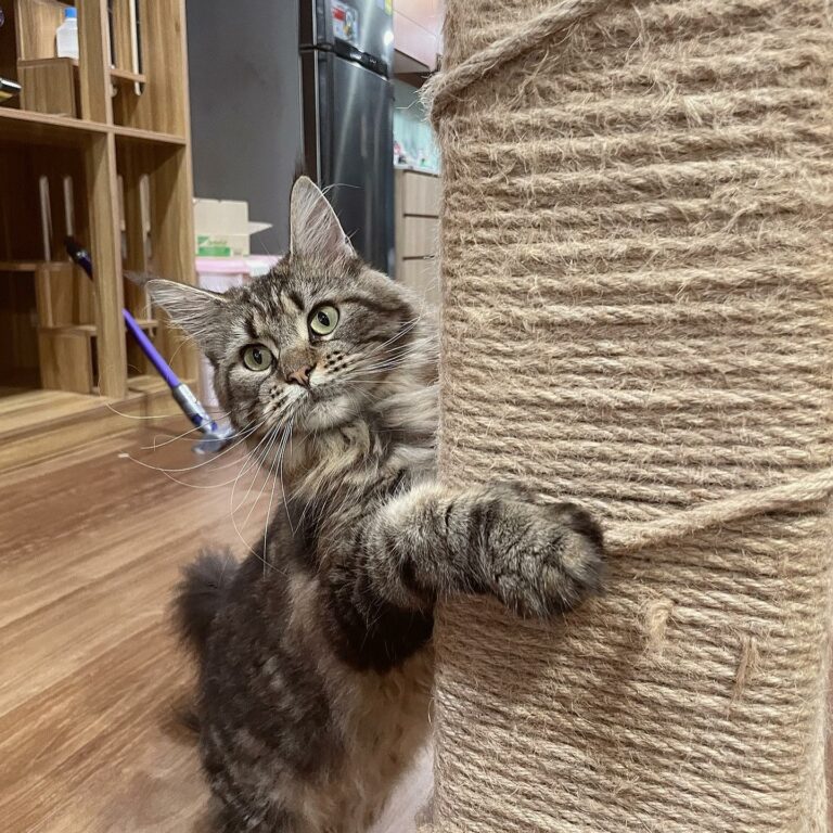 SGCatHouse Cat Cafe In Paya Lebar With Play Sessions From 9 SGCatHouse Cat Cafe In Paya Lebar With Play Sessions From 9