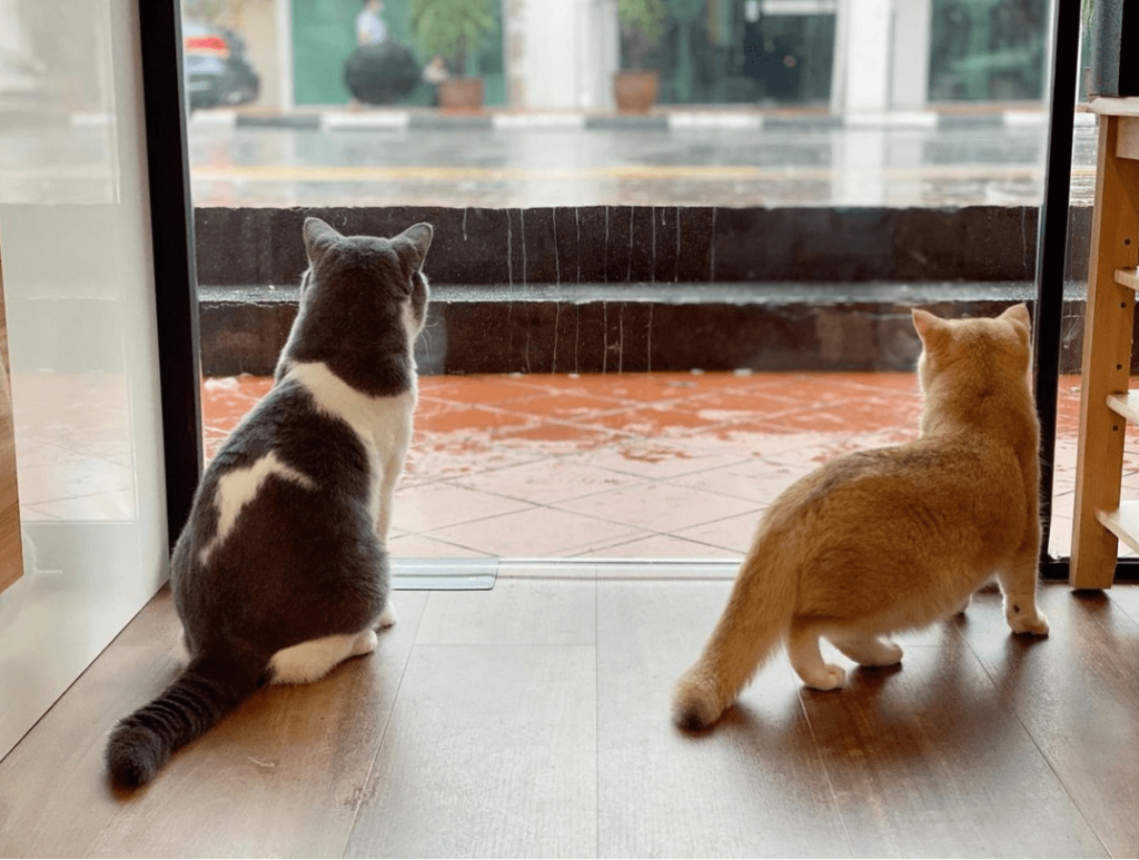 SGCatHouse: Cat Cafe In Paya Lebar With Play Sessions From $9