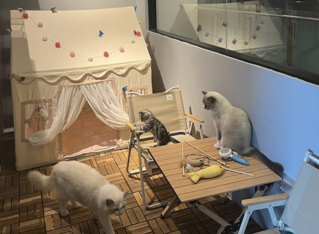 Me Cafe & Games Orchard Has Tents, Board Games & Cats