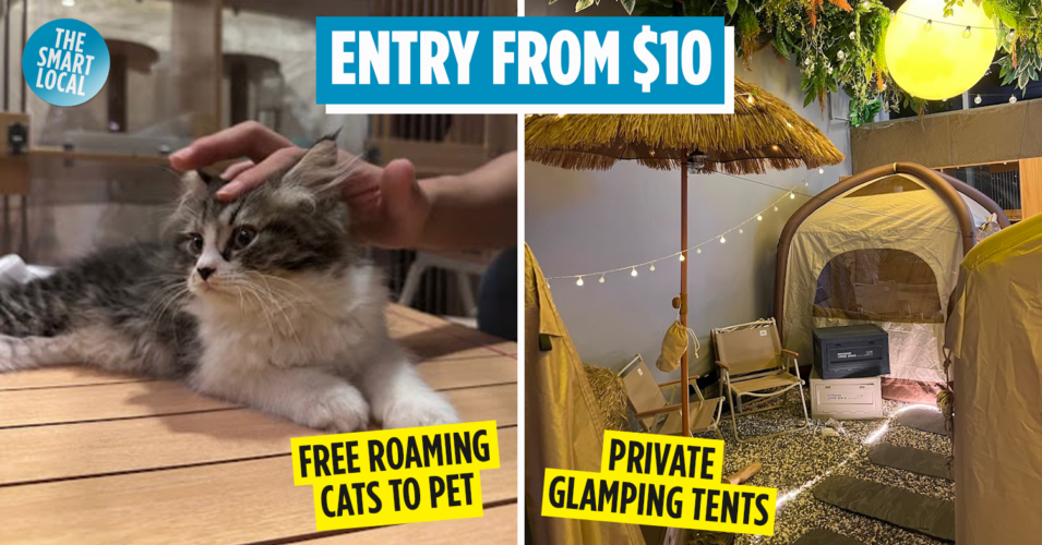 Me Cafe & Games Orchard Has Tents, Board Games & Cats