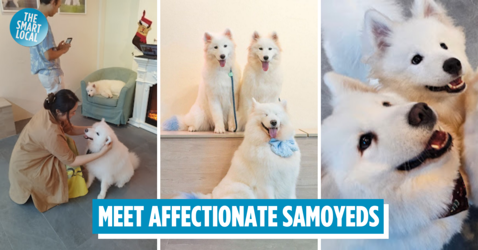 Snow Pawttage: A New Samoyed Dog Cafe In Joo Chiat