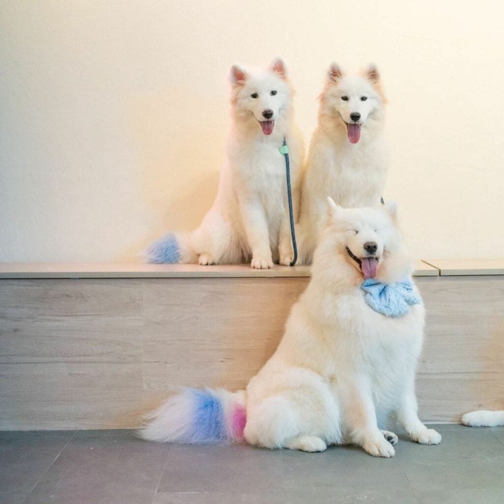 Snow Pawttage: A New Samoyed Dog Cafe In Joo Chiat