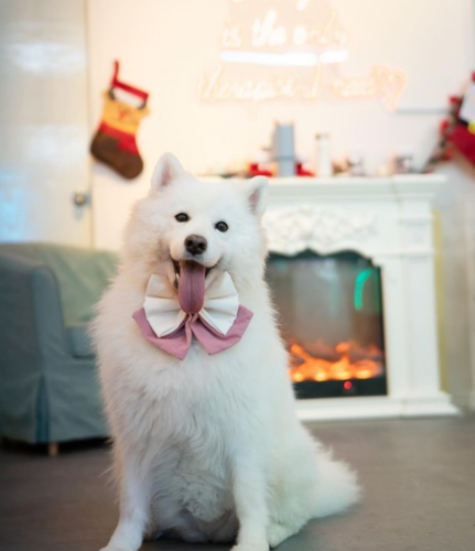 Snow Pawttage: A New Samoyed Dog Cafe In Joo Chiat