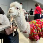 As Clouds Cafe: An Alpaca Cafe In JB 30 Mins From SG