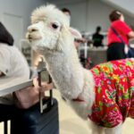 As Clouds Cafe: An Alpaca Cafe In JB 30 Mins From SG