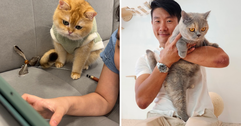 Gem Cat Cafe: Cute British Shorthairs You Can Pick Up & Cuddle